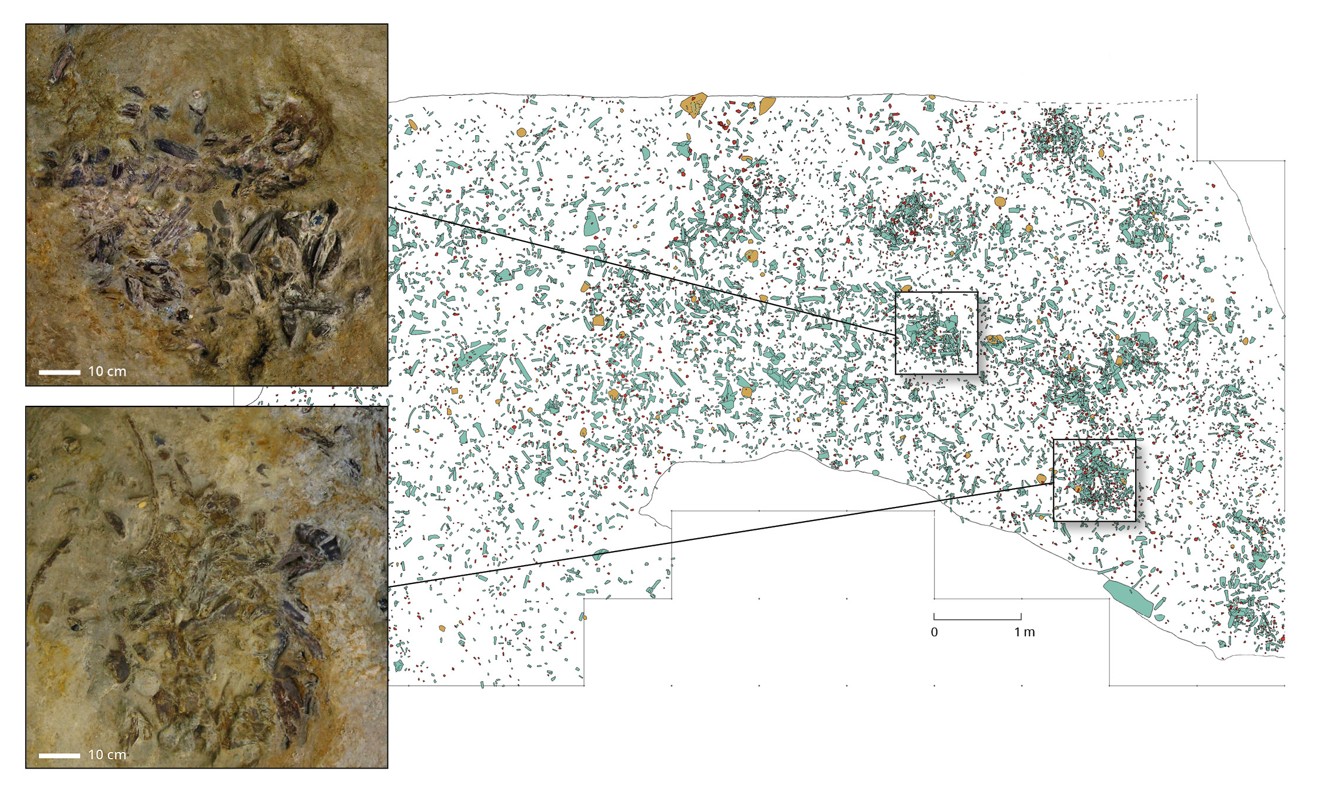 Neanderthals ran ‘fat factories’ 125,000 years ago - Leiden University
