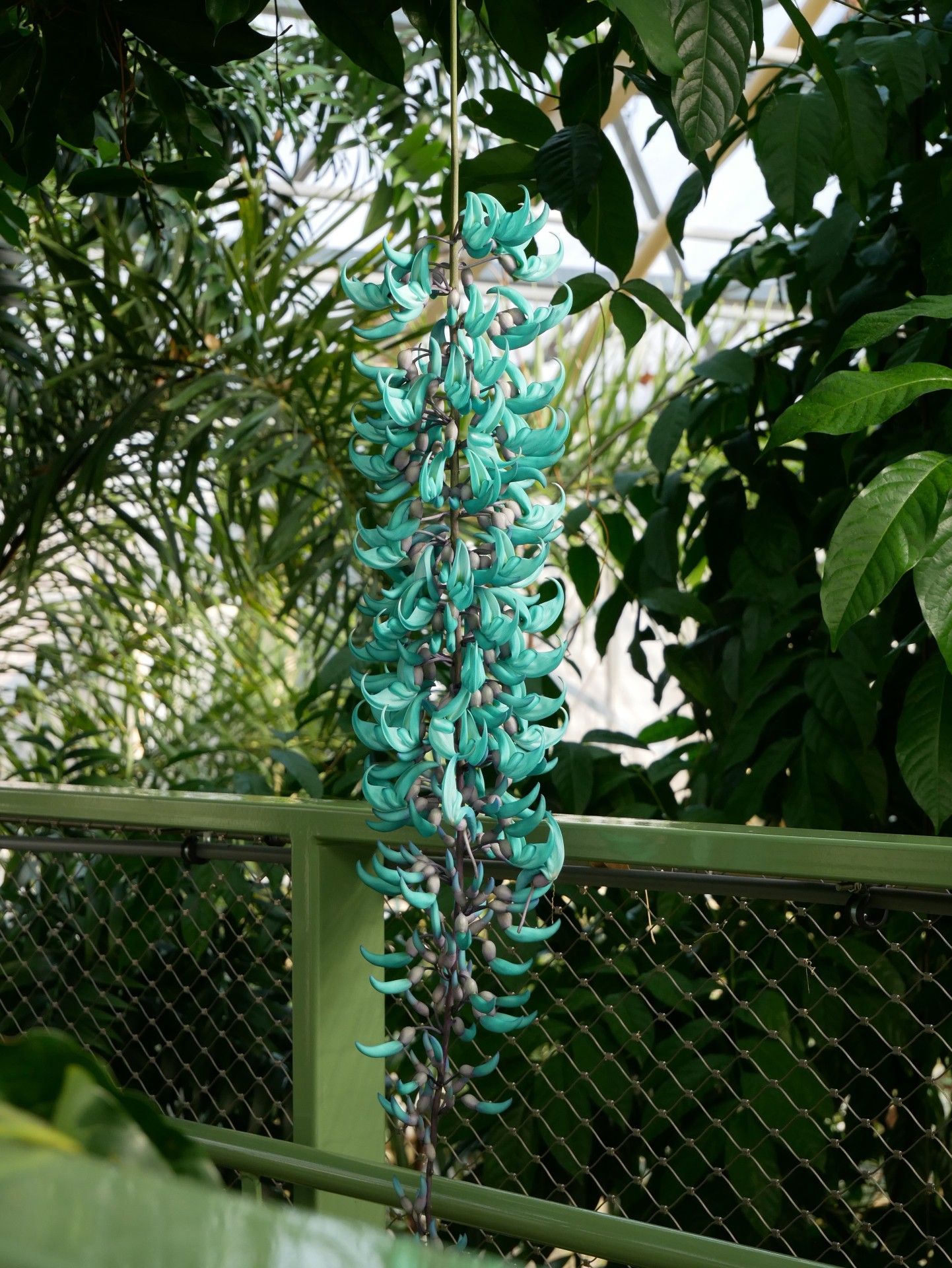 Rare jade vine flowers in Hortus botanicus in Leiden - Leiden University