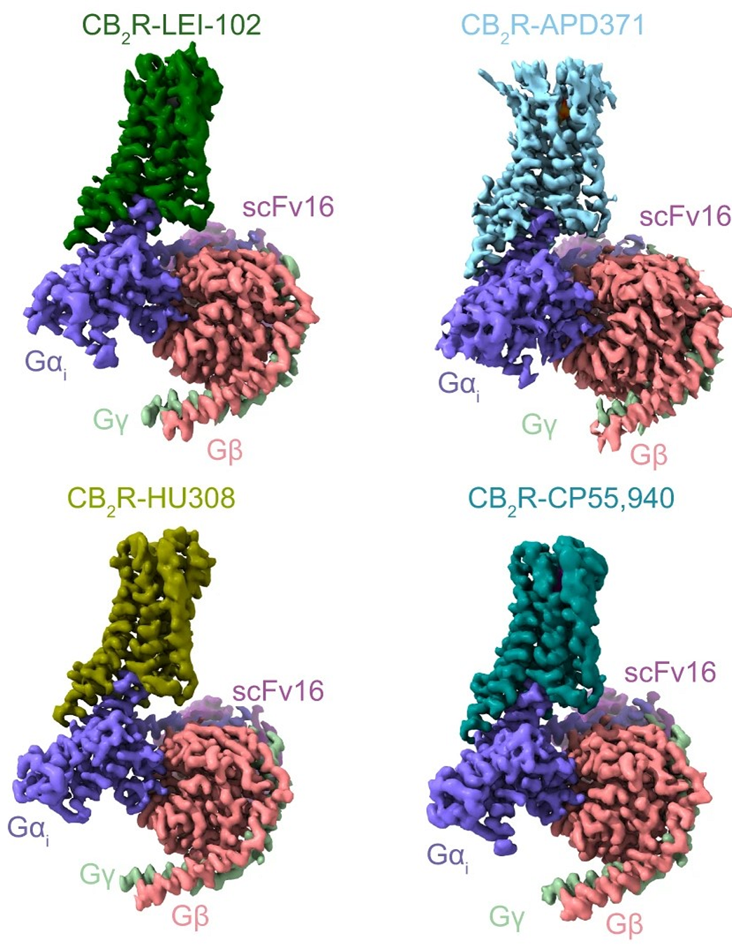 Selective cannabinoid CB2 receptor activation in Nature Communications ...
